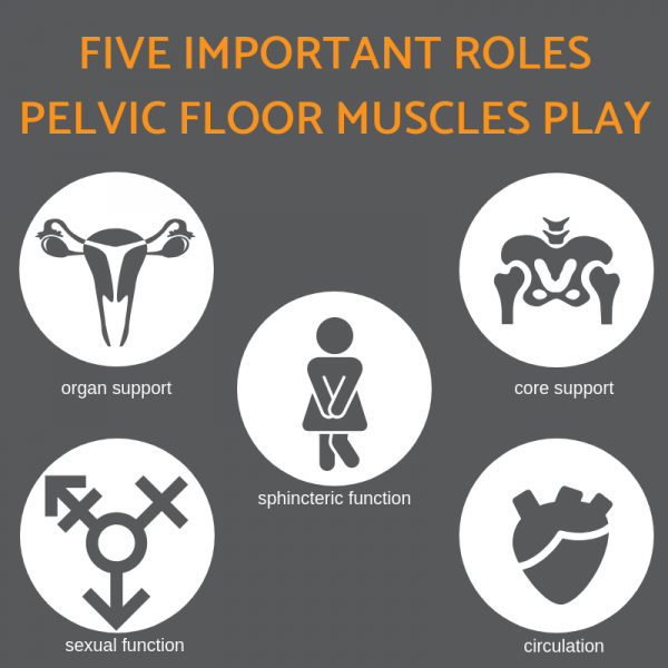 Pelvic Floor Muscles' Five Important Roles - Propel Physiotherapy