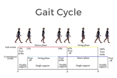 Body Weight Supported Treadmill Training in Neurological Rehabilitation ...