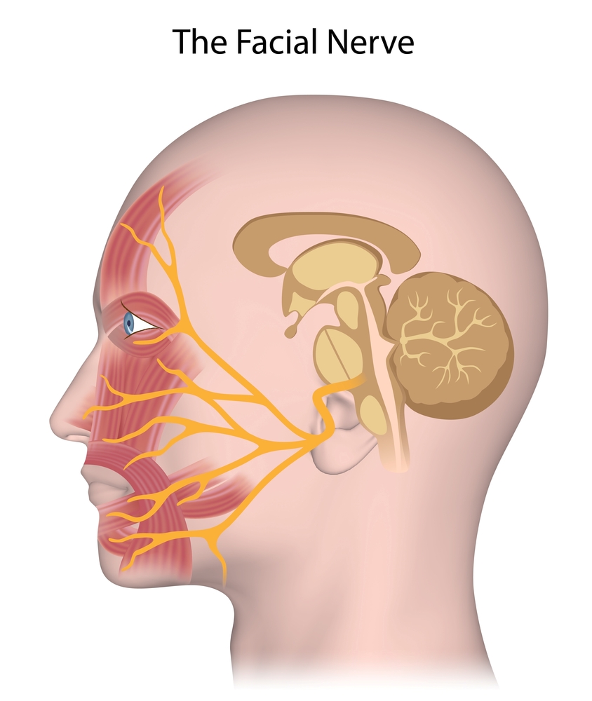 The Facial Nerve Anatomy Propel Physiotherapy The Facial Nerve Anatomy Propel Physiotherapy