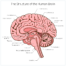 Chiari Malformation Treatment - Propel Physiotherapy