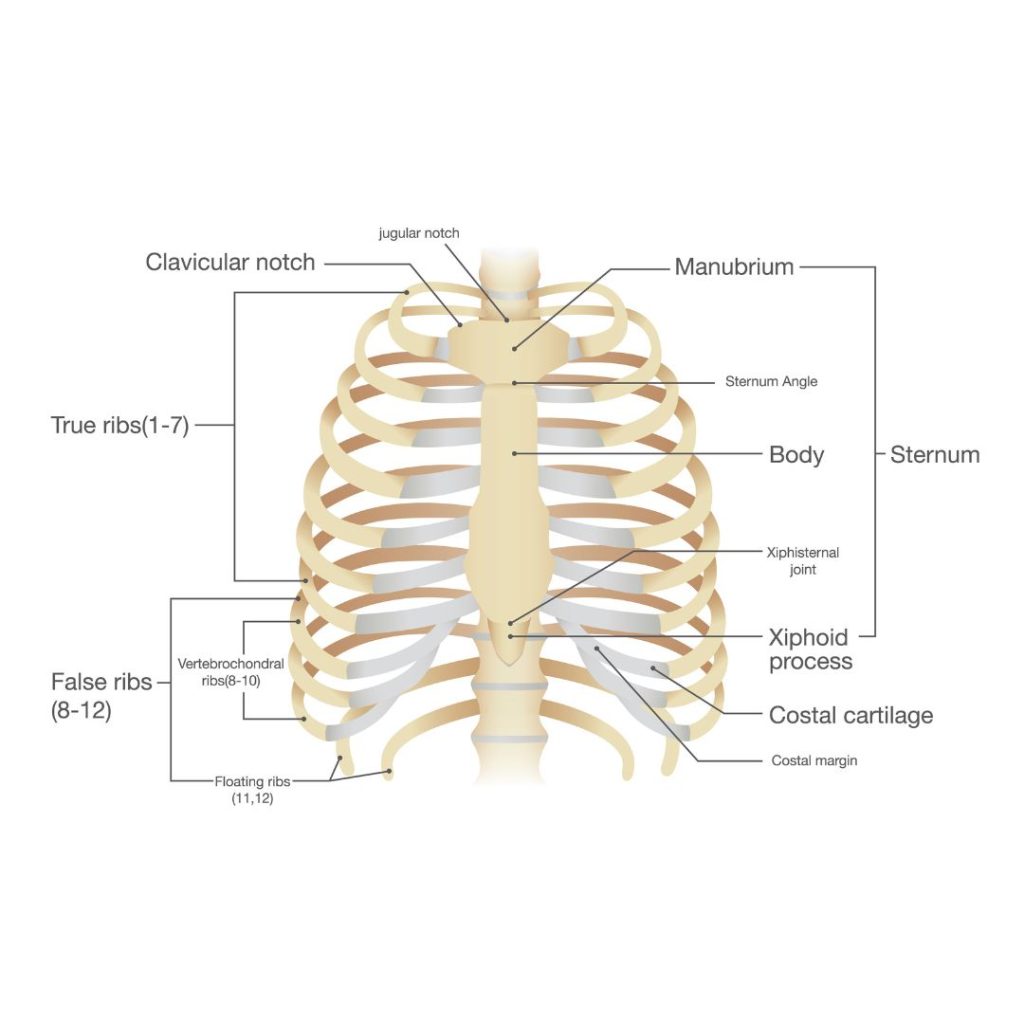 Rib Fracture Symptoms, Causes and Management - Propel Physiotherapy